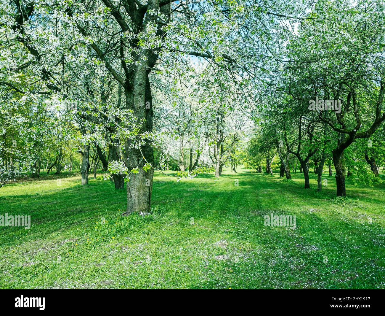 spring park landscape with blooming cherry trees in sunny day Stock ...
