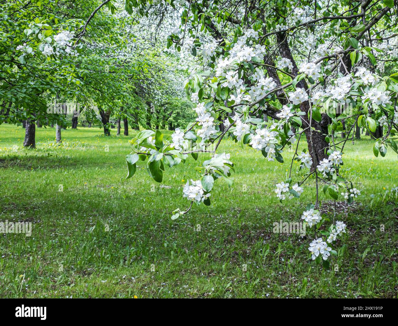 branch of apple tree with blossoming white flowers. apple orchard in ...