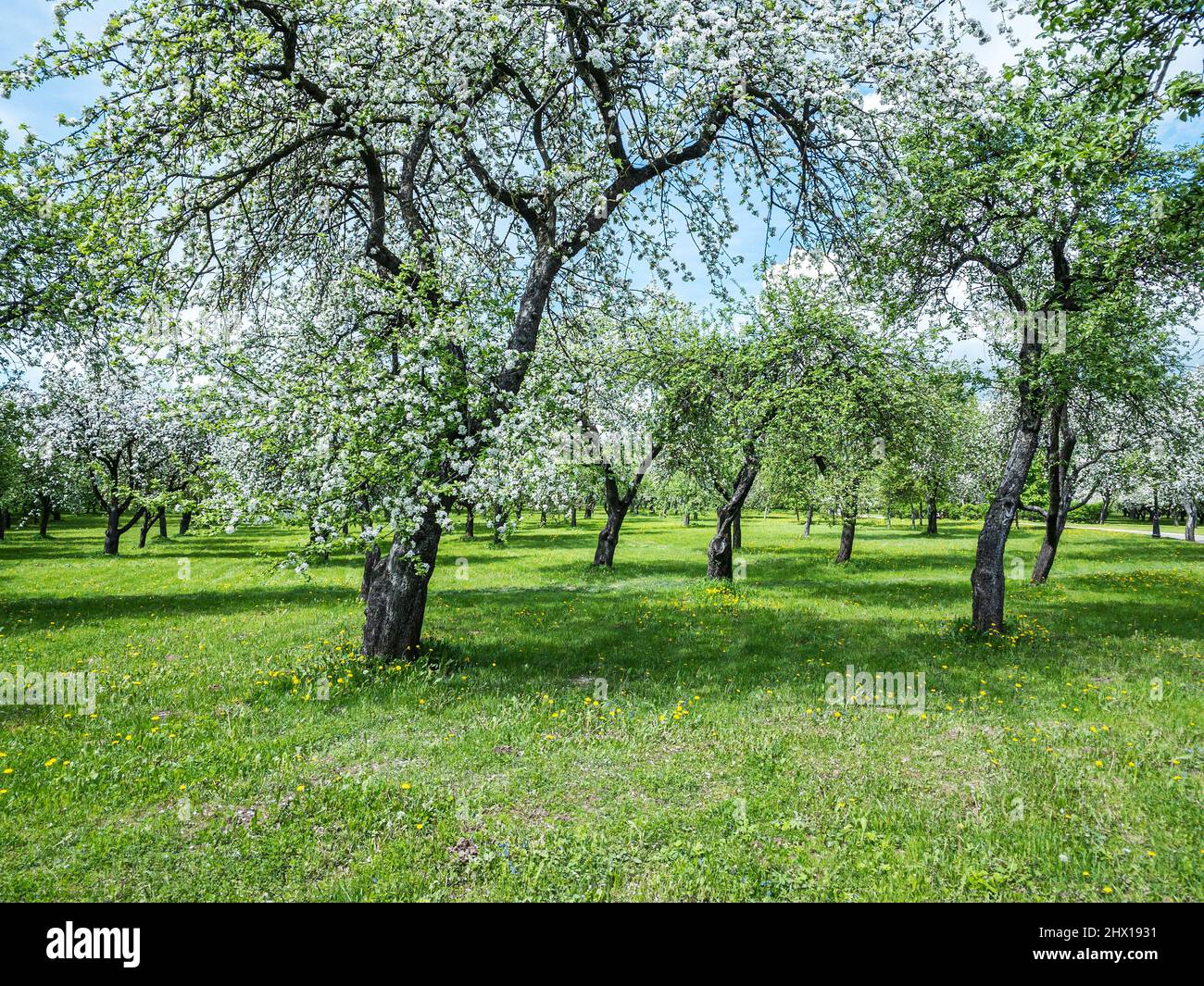 Old apple tree hi-res stock photography and images - Alamy