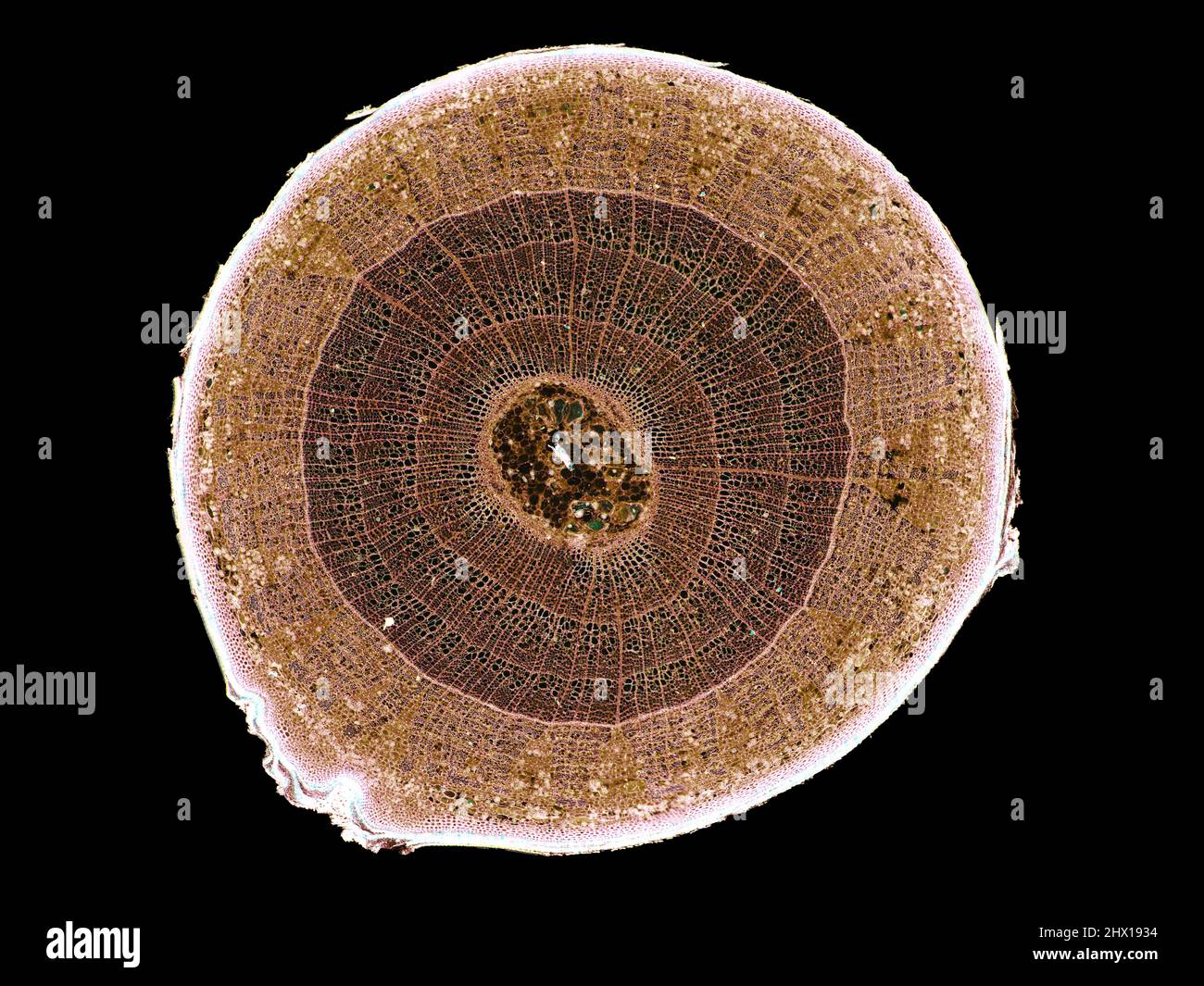 Microscopic cross section of plant stem showing cells, botanical ...
