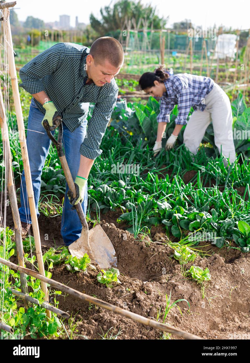 Man digging garden autumn hi-res stock photography and images - Alamy