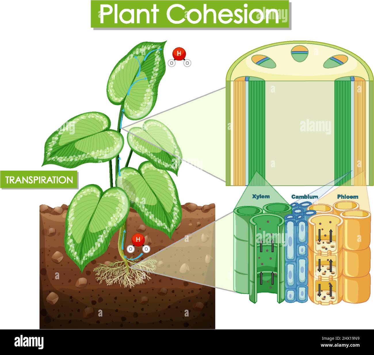 Diagram showing plant cohesion illustration Stock Vector Image & Art ...