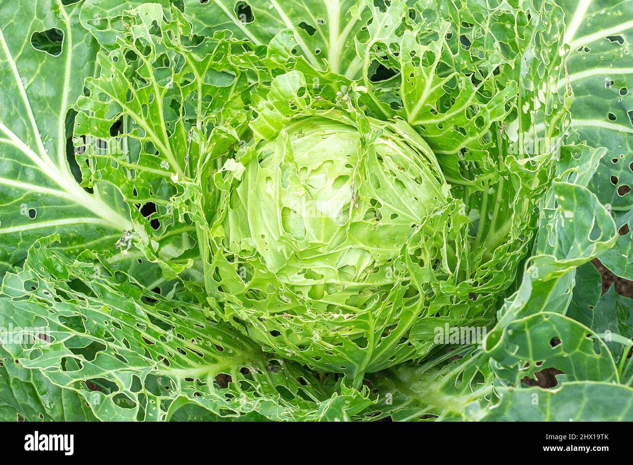 Cabbage damaged by insects pests close-up. Head and leaves of cabbage ...