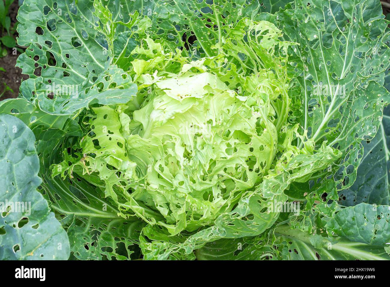 Cabbage damaged by insects pests close-up. Head and leaves of cabbage ...