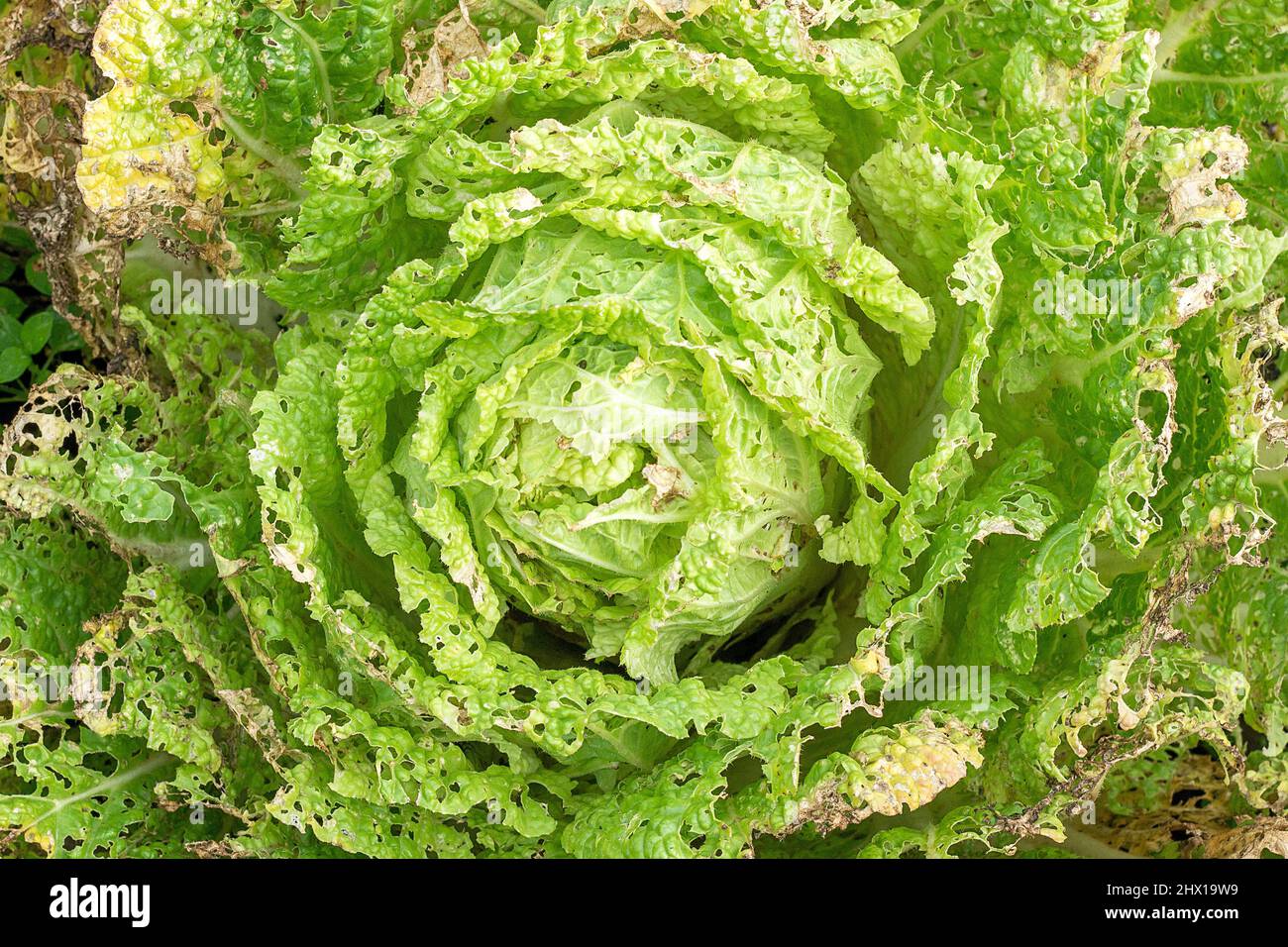 Cabbage pe-tsai damaged by insects pests close-up. Head and leaves of ...