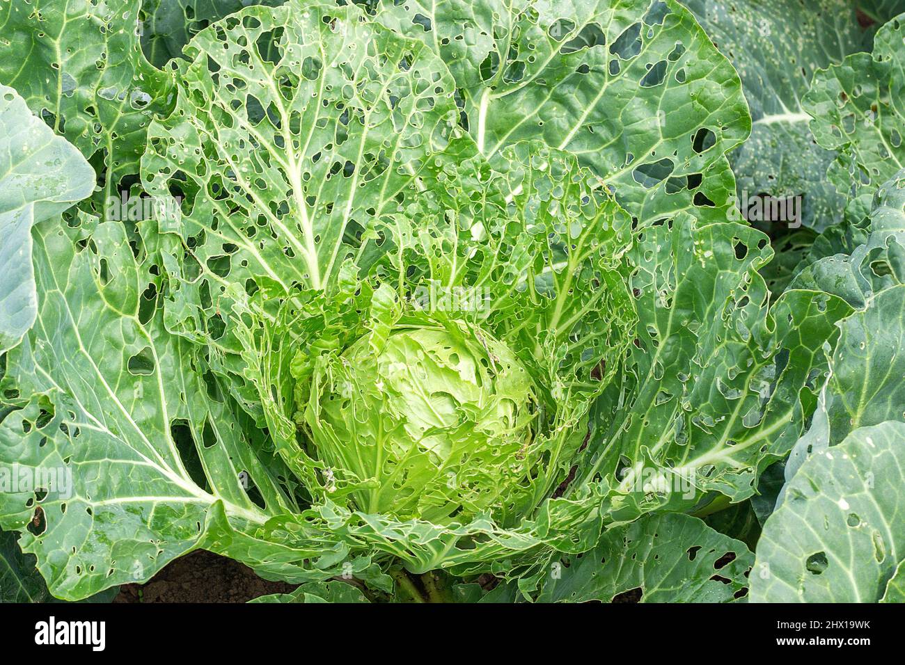 Cabbage damaged by insects pests close-up. Head and leaves of cabbage ...
