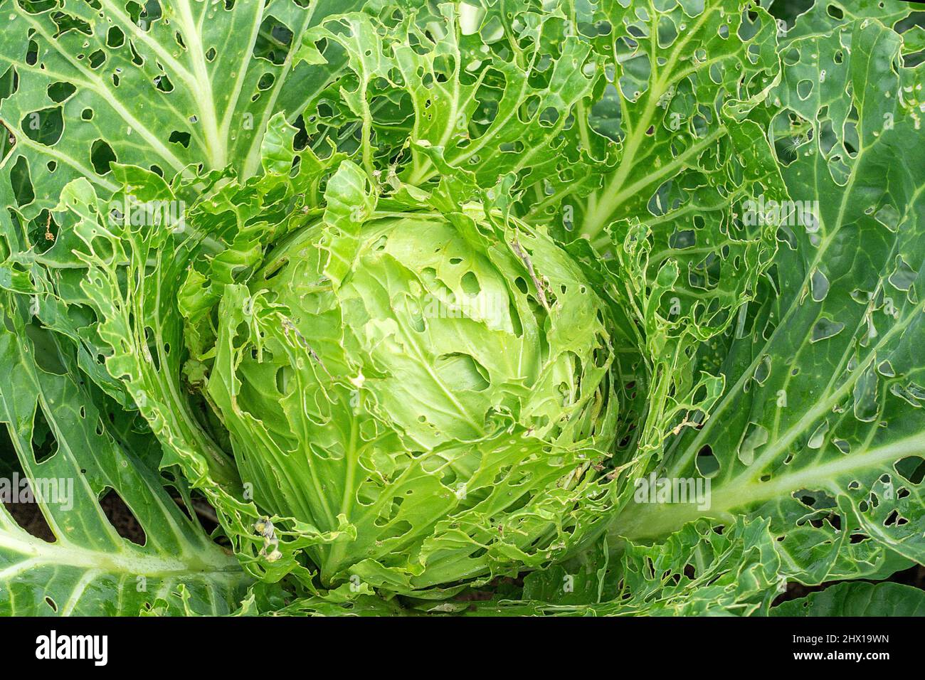 Cabbage damaged by insects pests close-up. Head and leaves of cabbage ...