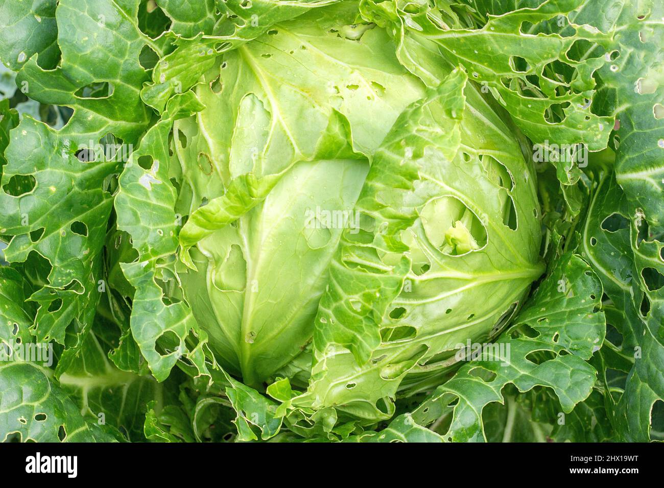 Cabbage damaged by insects pests close-up. Head and leaves of cabbage ...