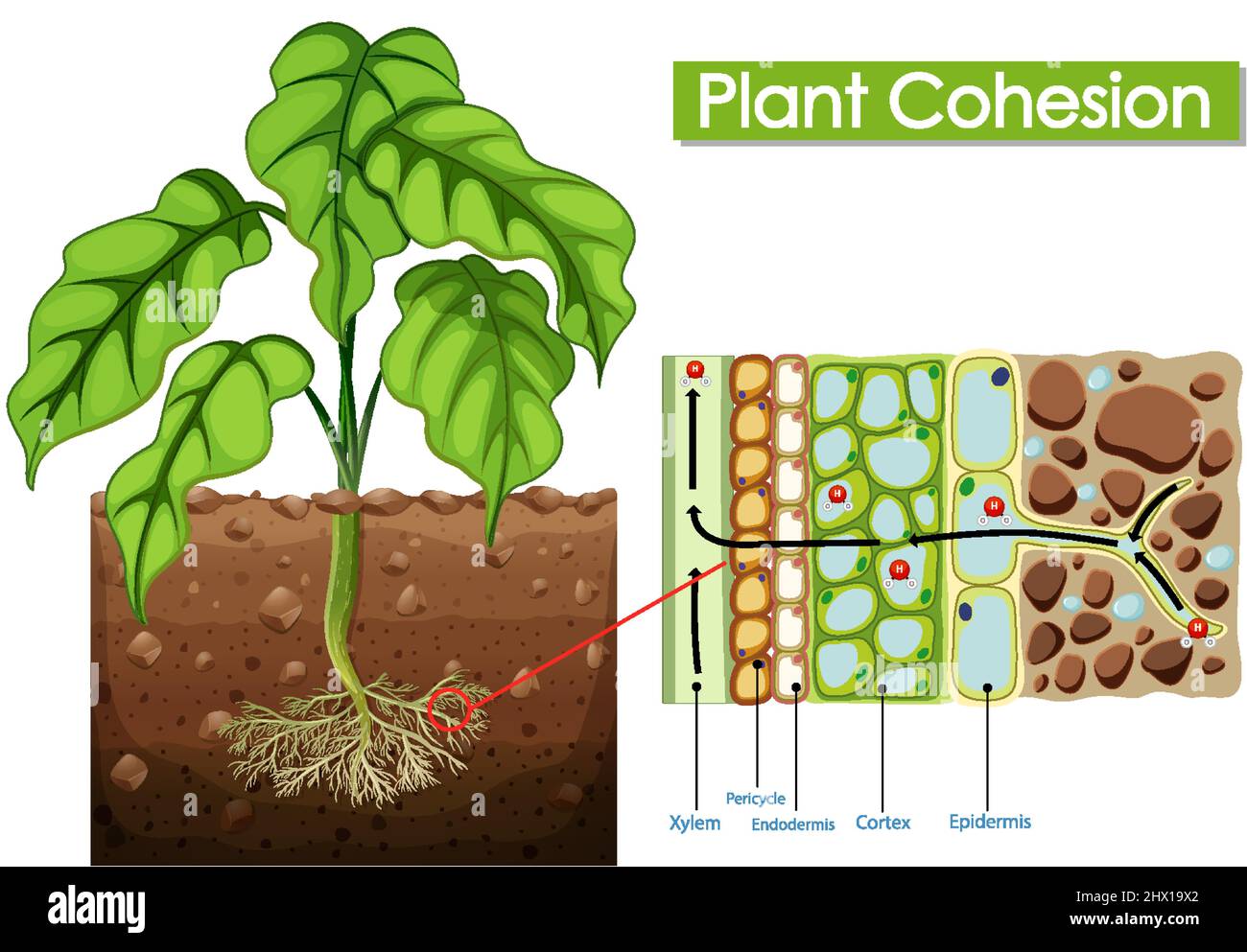 Diagram showing plant cohesion illustration Stock Vector Image & Art ...