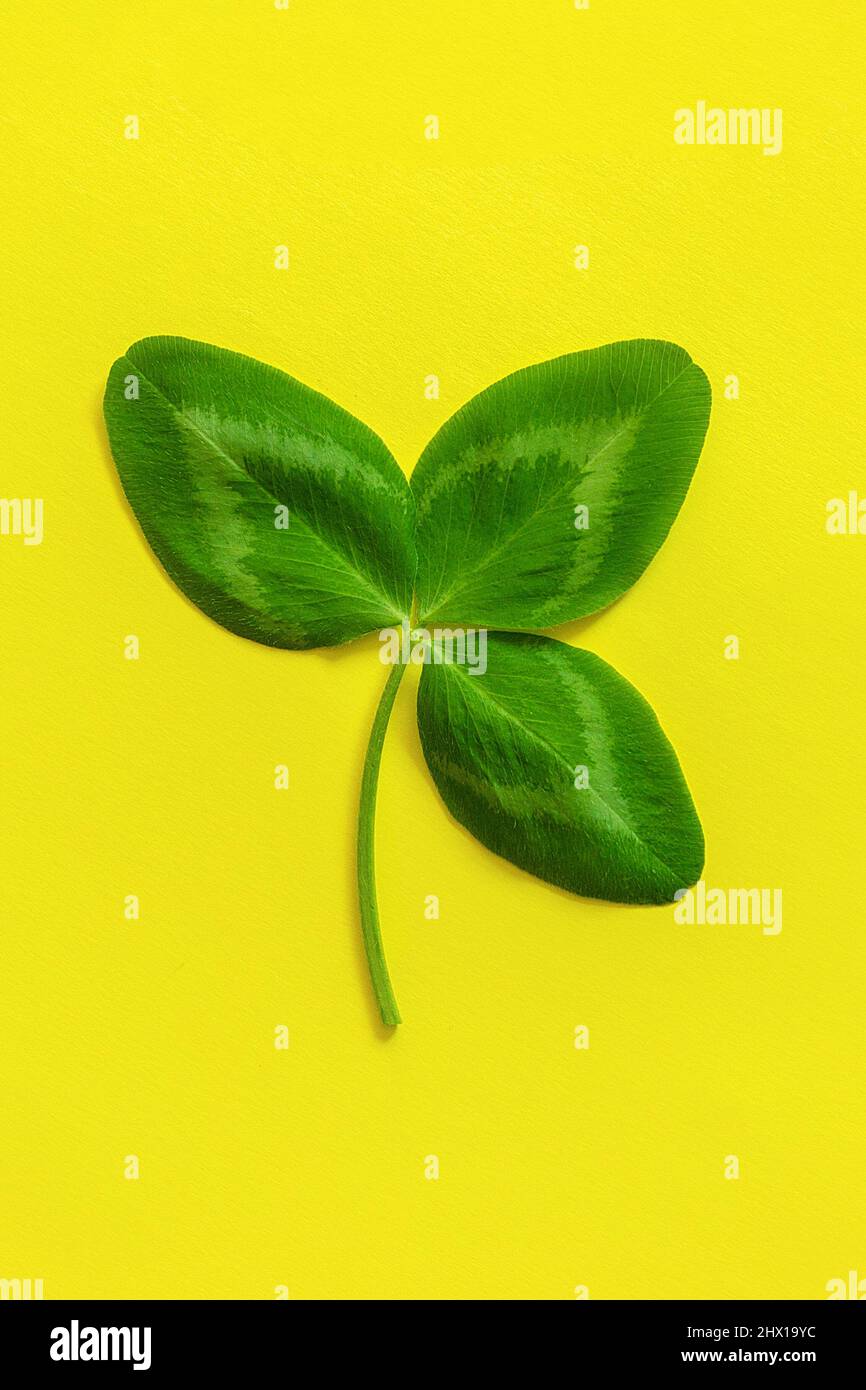 Natural clover hi-res stock photography and images - Alamy