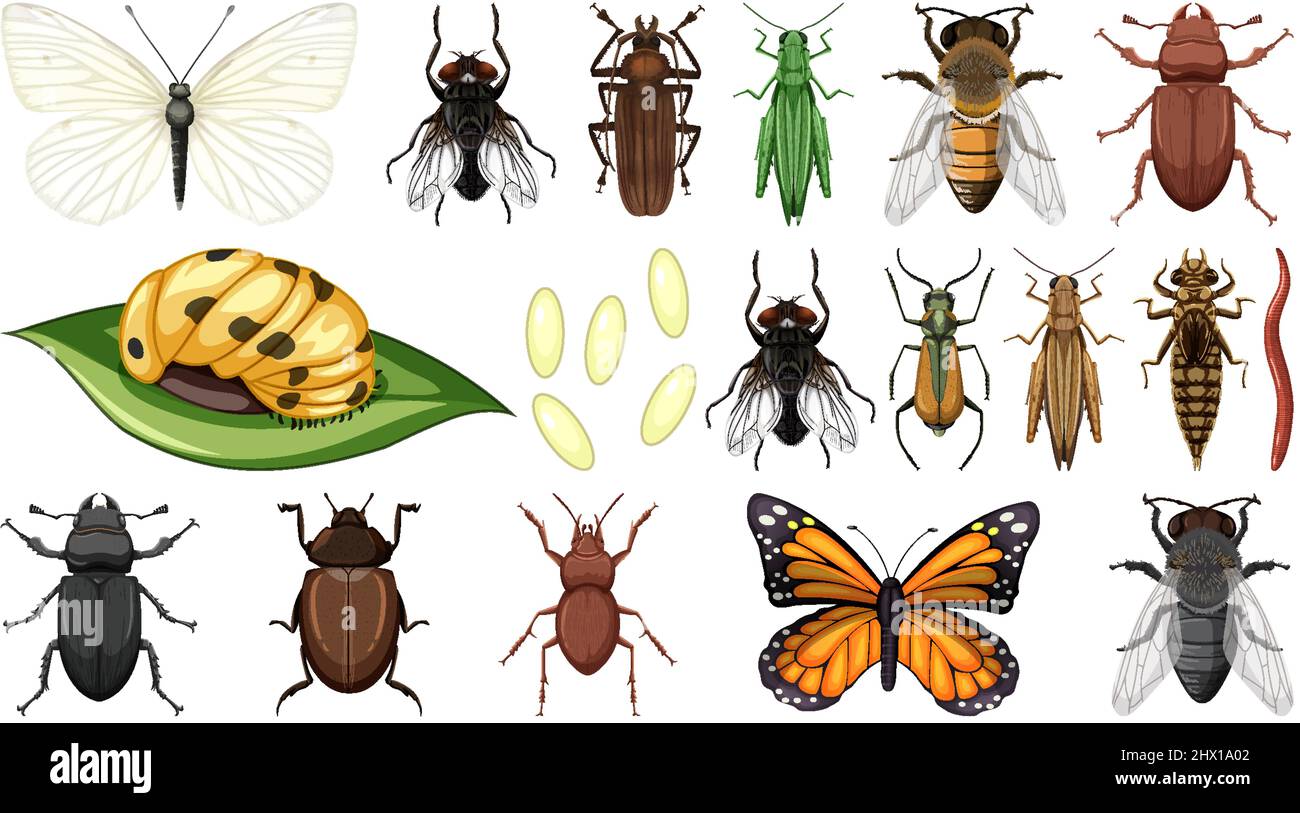 Different insects collection isolated on white background illustration ...