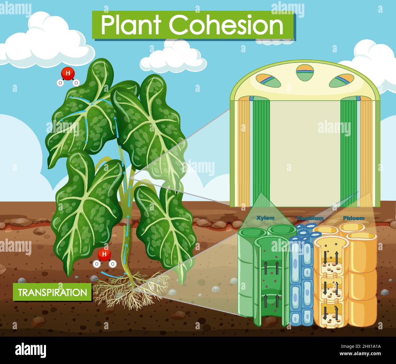 Diagram showing plant cohesion illustration Stock Vector Image & Art ...