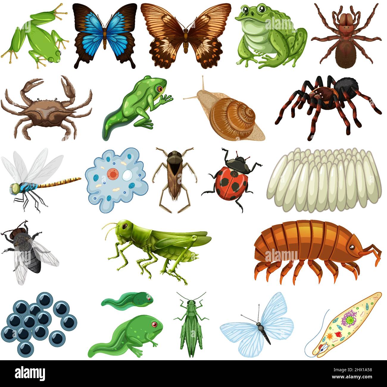 Different kinds of insects and animals on white background illustration ...