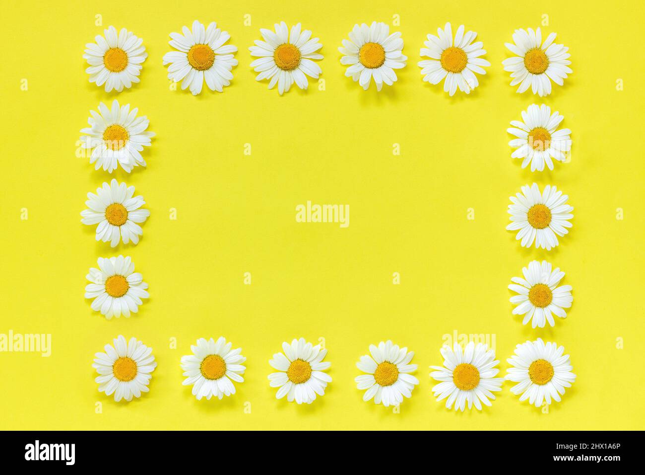 Flower composition. Frame floral rectangle wreath of flowers chamomile ...