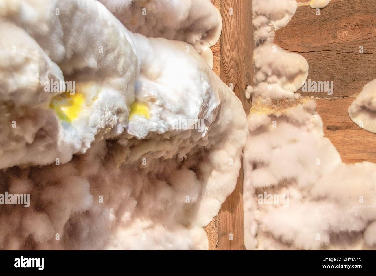 Attic pests hi-res stock photography and images - Alamy