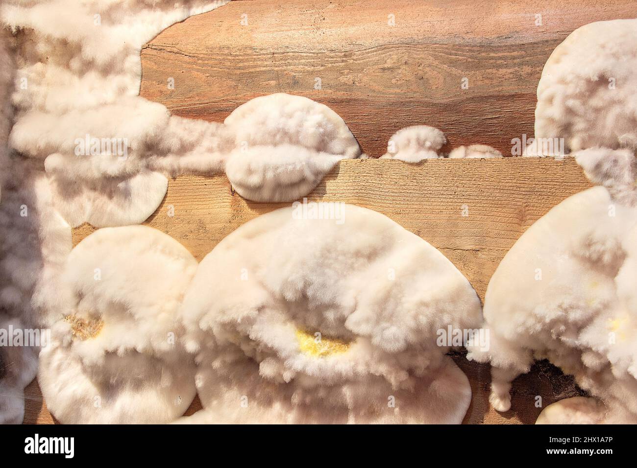 White yellow fluffy mold fungus on wooden board in cellar, attic ...