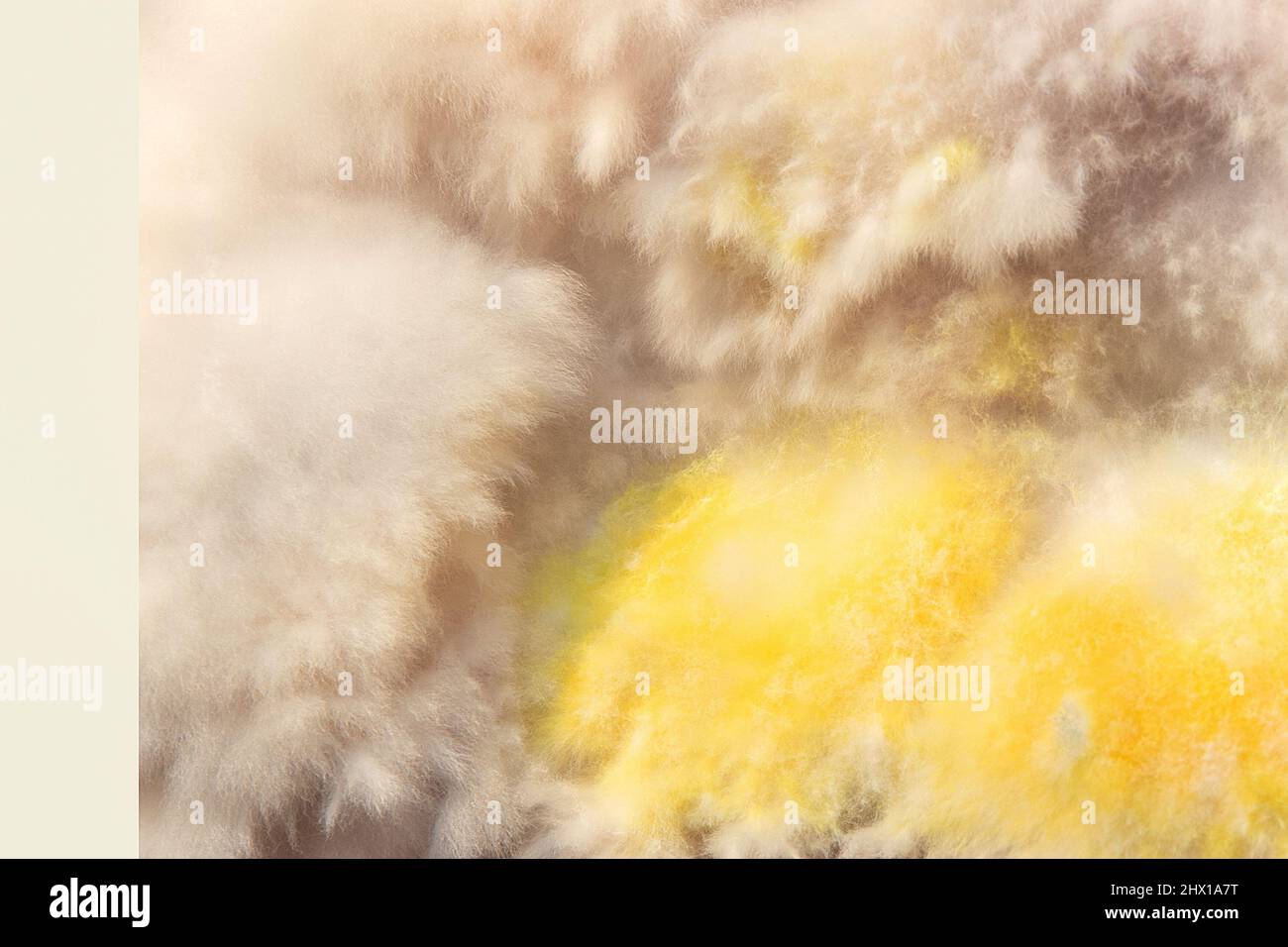 White yellow fluffy mold fungus close up on wooden board in cellar ...