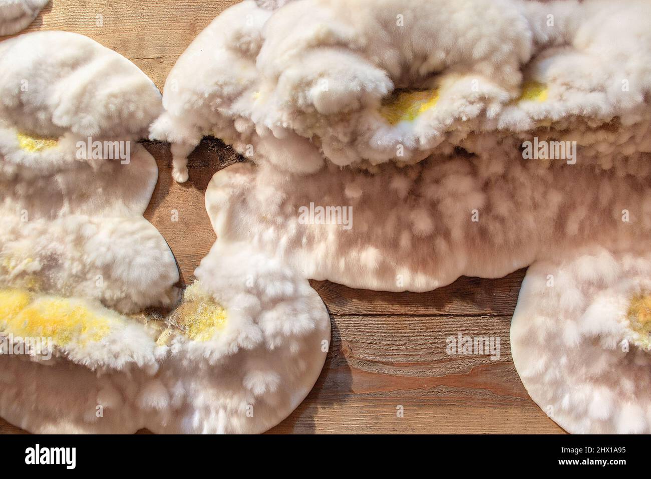 Attic pests hi-res stock photography and images - Alamy