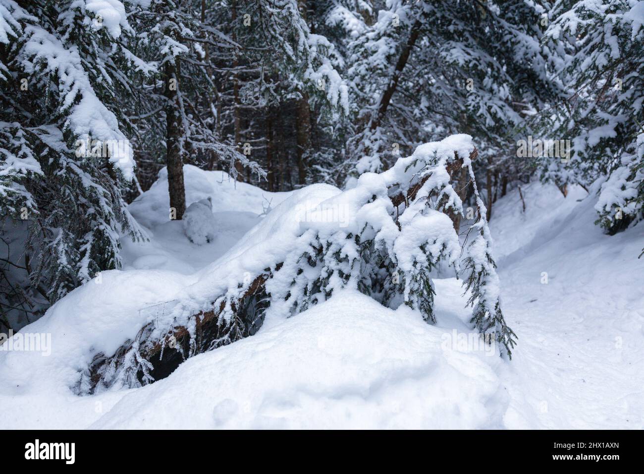 Cut blowdown along the Webster-Jackson Trail in the White Mountains ...