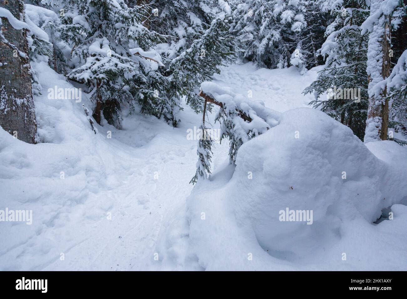 Cut blowdown along the Webster-Jackson Trail in the White Mountains ...