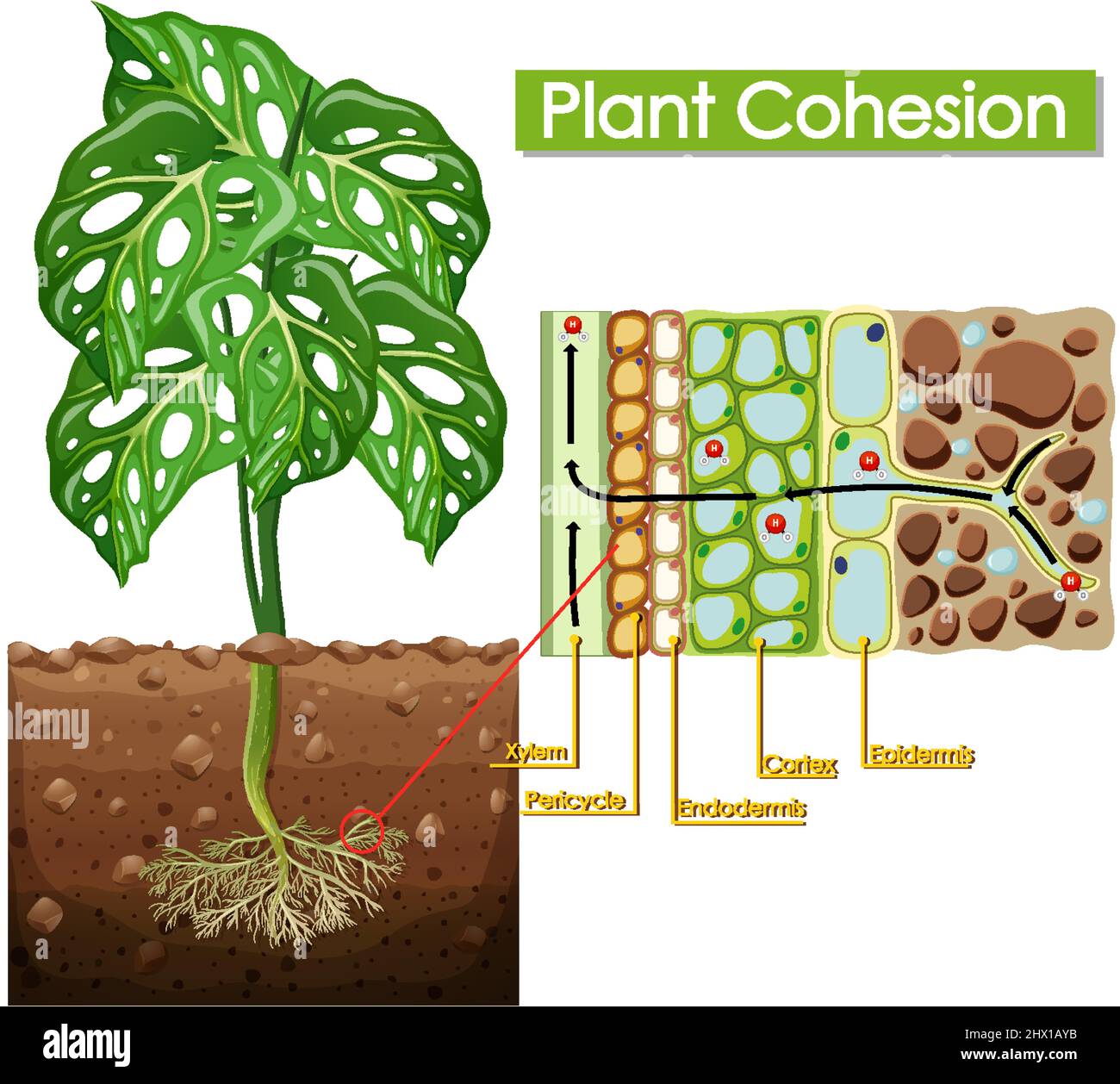 Diagram showing plant cohesion illustration Stock Vector Image & Art ...