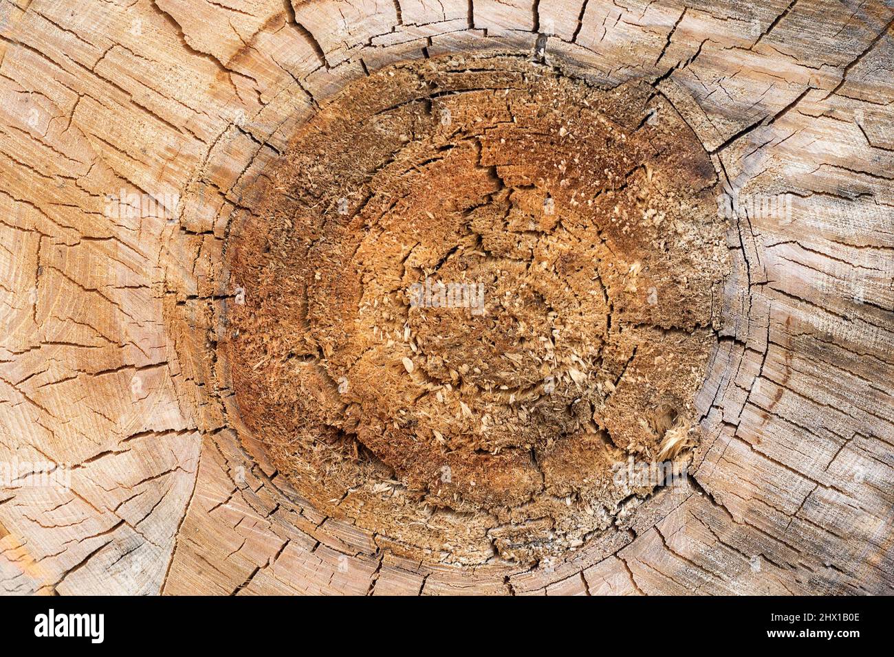 Cross section tree trunk with cracks, close-up wooden cut texture ...
