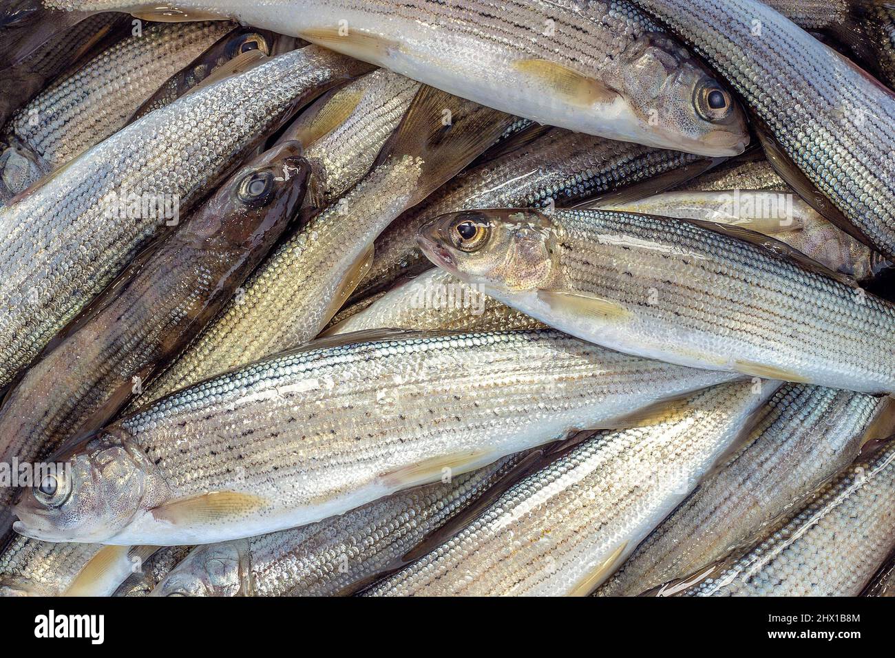 Siberian river fish grayling close-up, background texture Stock Photo ...