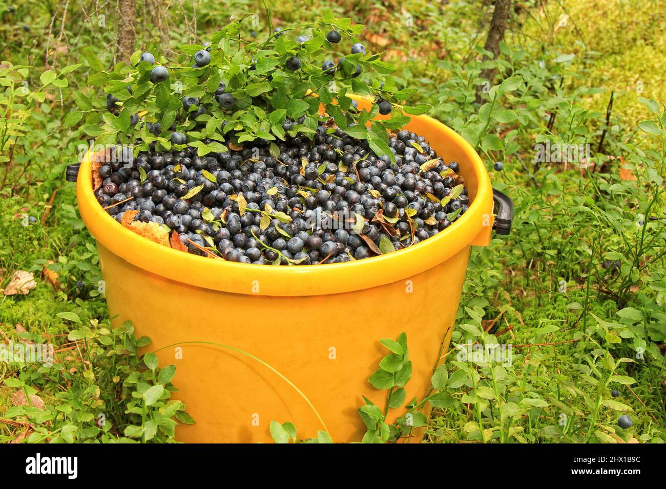 Yellow bucket full of blueberries stands in the middle of the forest ...
