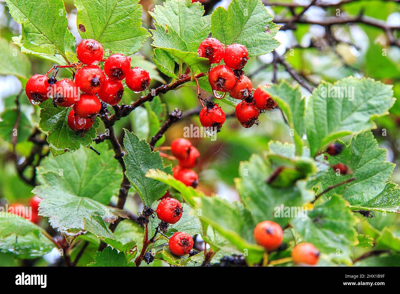 Red wild hawthorn berries on the branches after rain in the forest ...