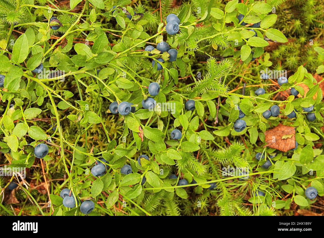 Blueberry bushes growing in the woods. The view from the top. Wild ...