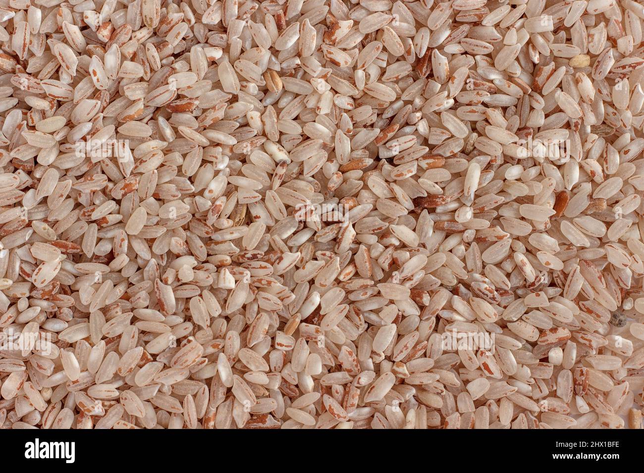 Red round-grain rice Samarkand close-up. Background, texture Stock ...
