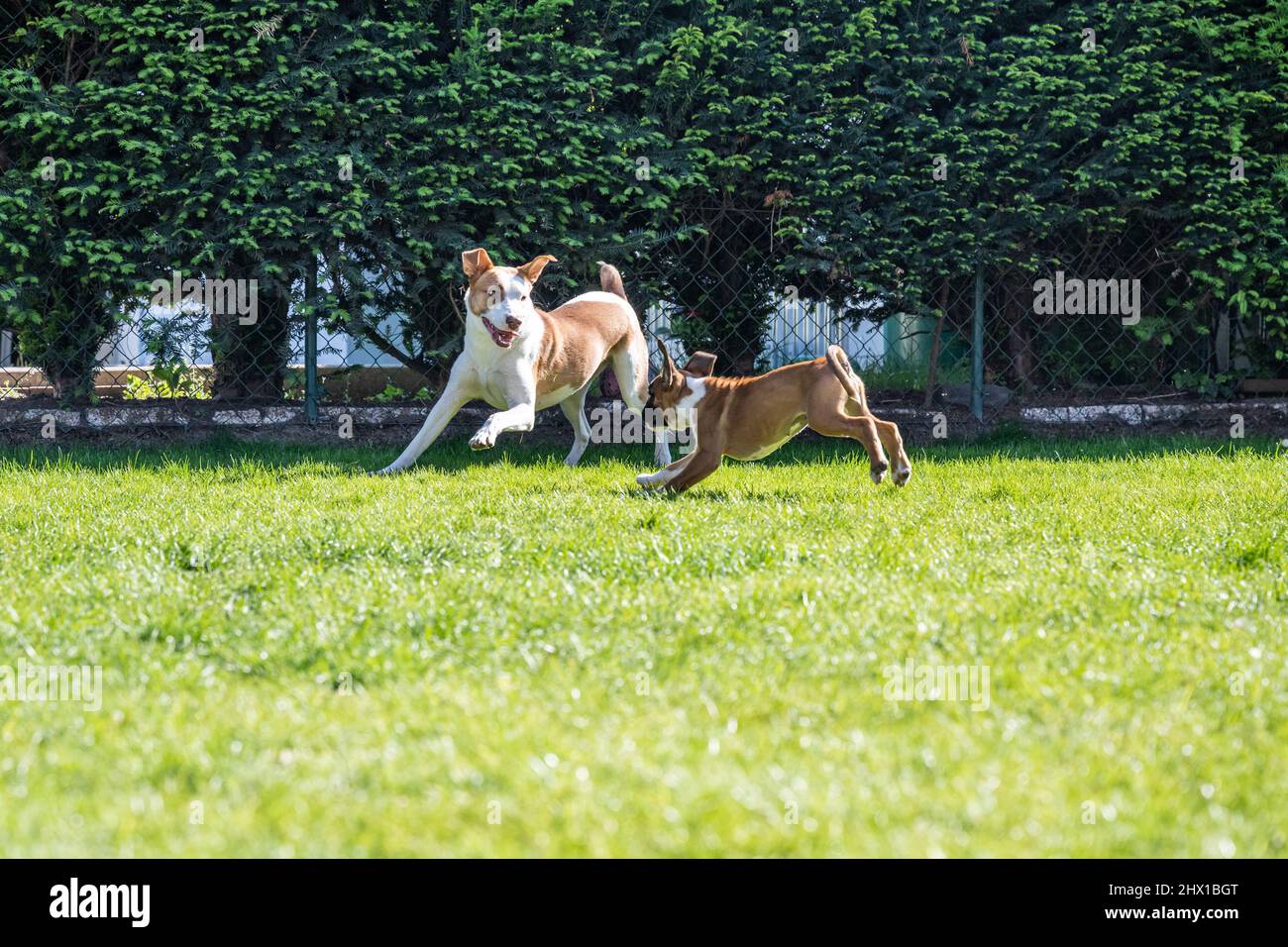 German Boxer dog and a mix dog playing together on the green grass in ...