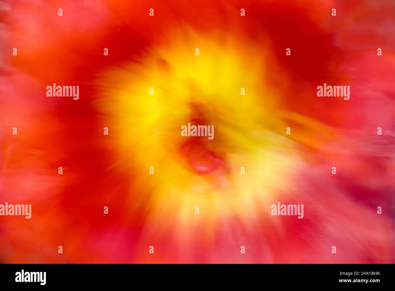 Blurry photo of flower with movement effect in red and yellow colors ...