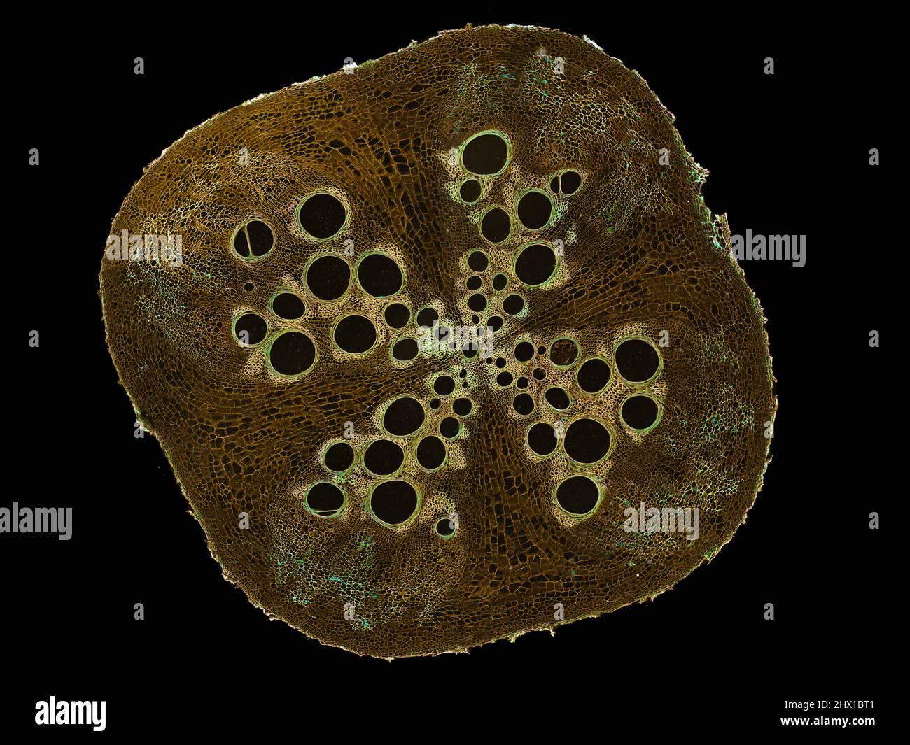 Monocot cross section hi-res stock photography and images - Alamy