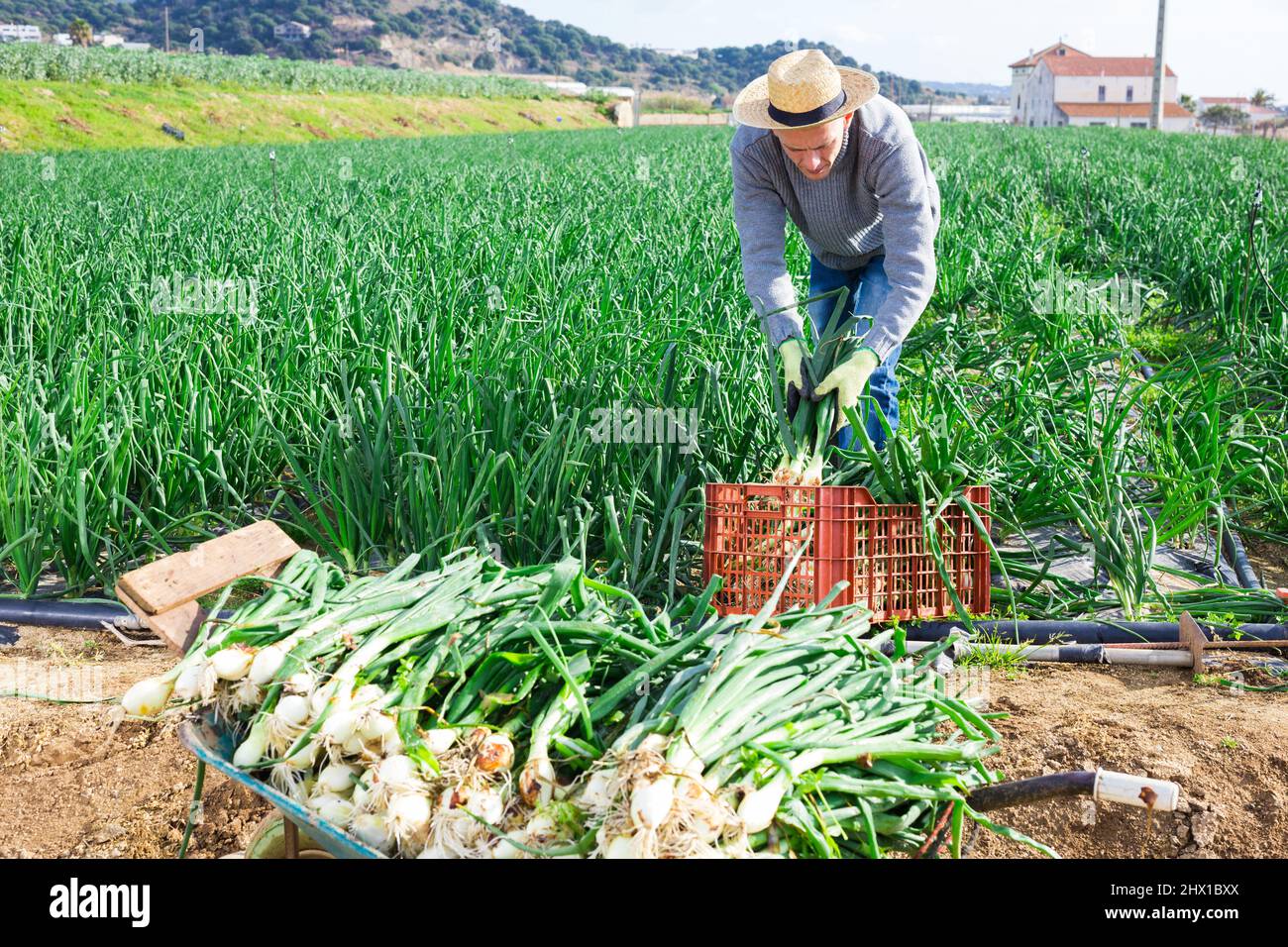 French man onions hi-res stock photography and images - Alamy