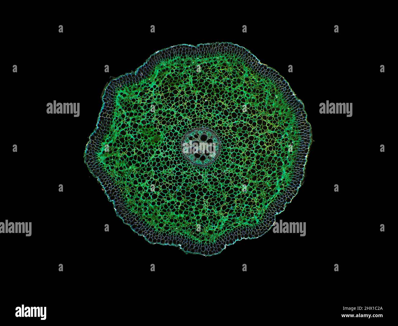Microscopic cross section of plant stem showing cells, botanical ...