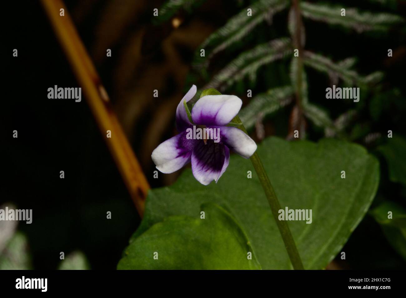 Australian native violet hi-res stock photography and images - Alamy
