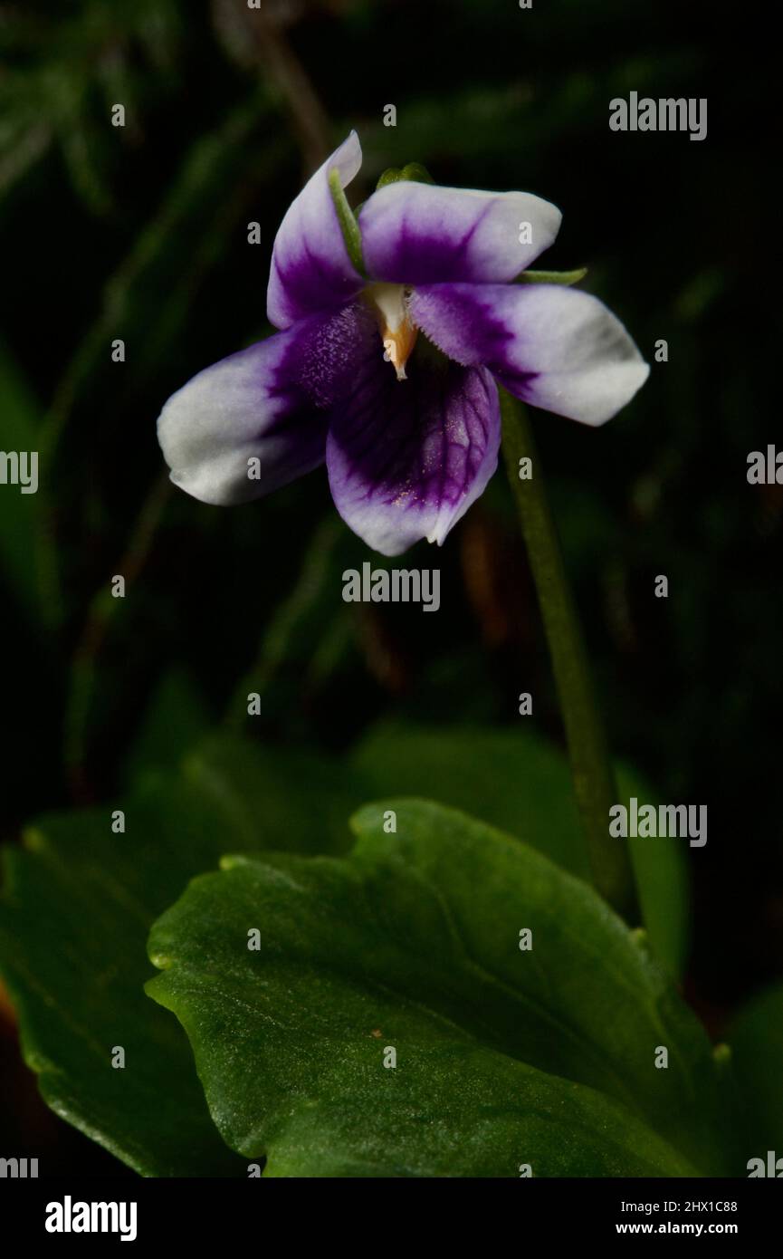 Australian native wild flower hi-res stock photography and images - Alamy