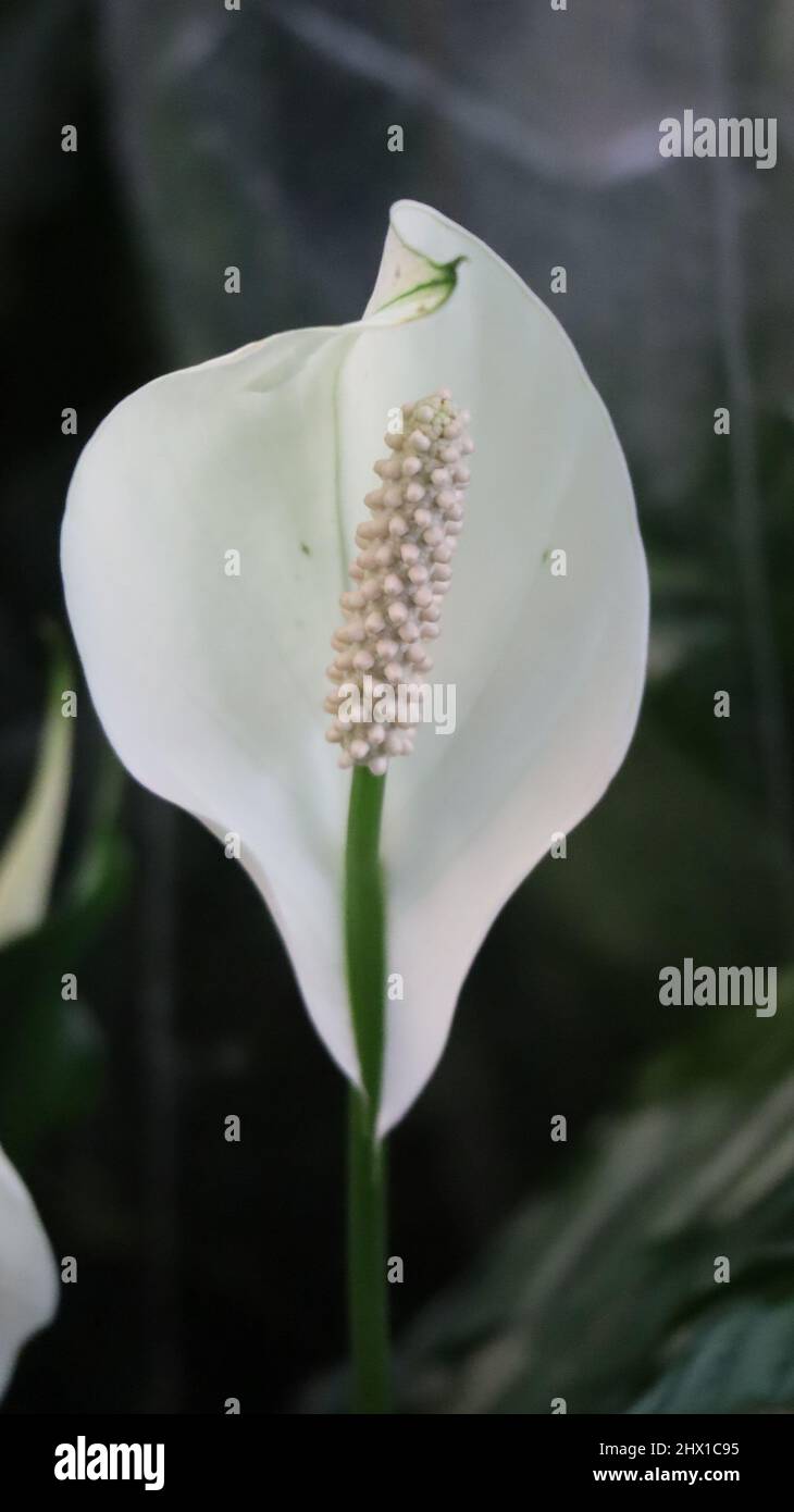 White Flower at Al Istiqama Nursery Qatar Stock Photo - Alamy