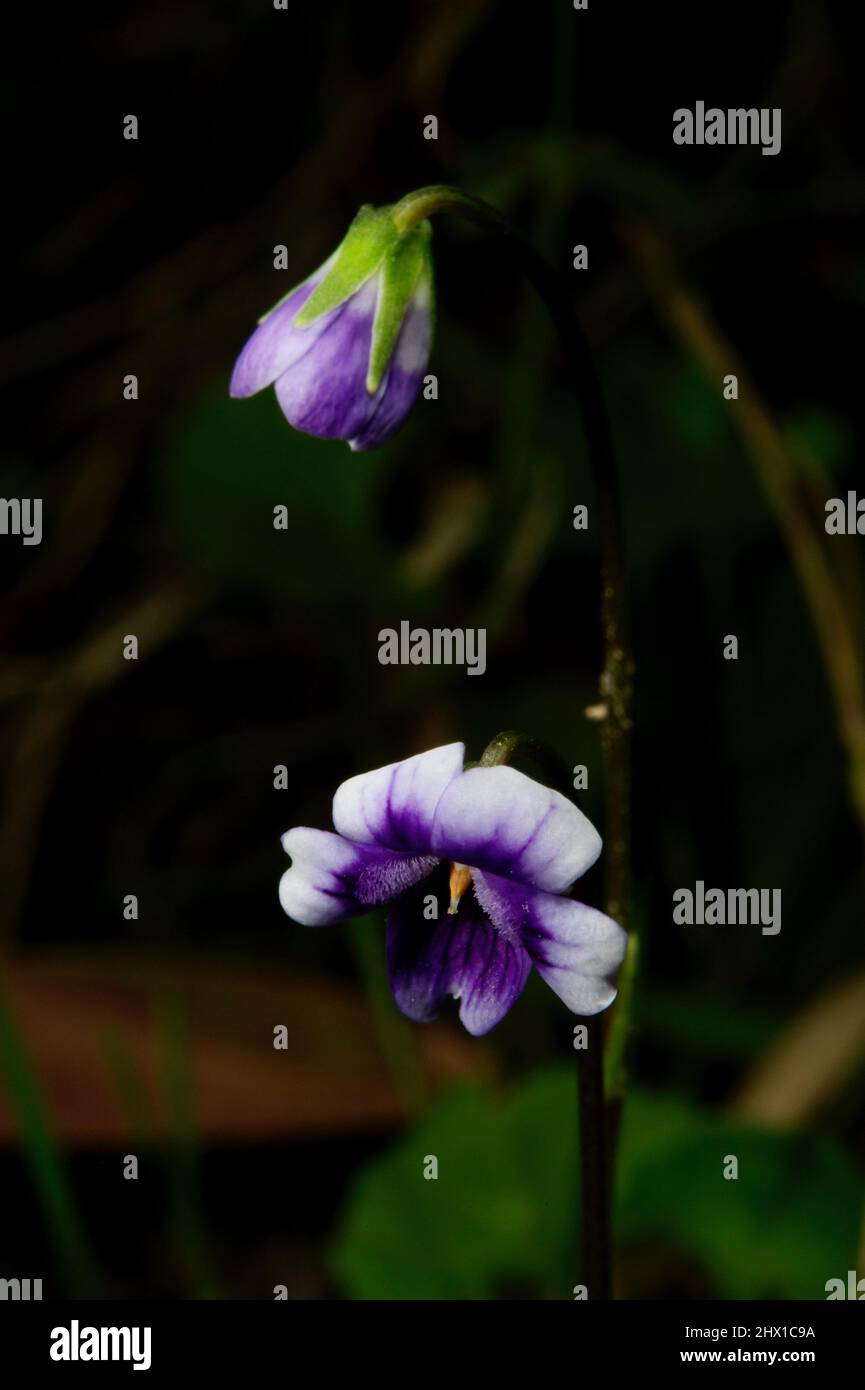 Australian ivy hi-res stock photography and images - Alamy