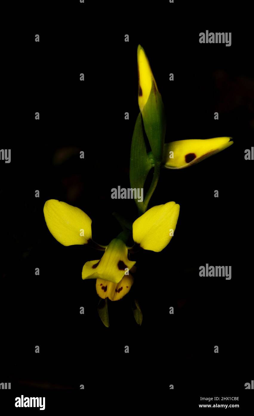 These pretty flowers are Donkey Orchids (Diuris Sulphurea) - not a ...