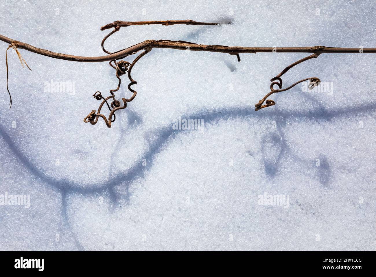 Wild Grape, Vitis sp., tendrils along a vine in the Ott Biological ...