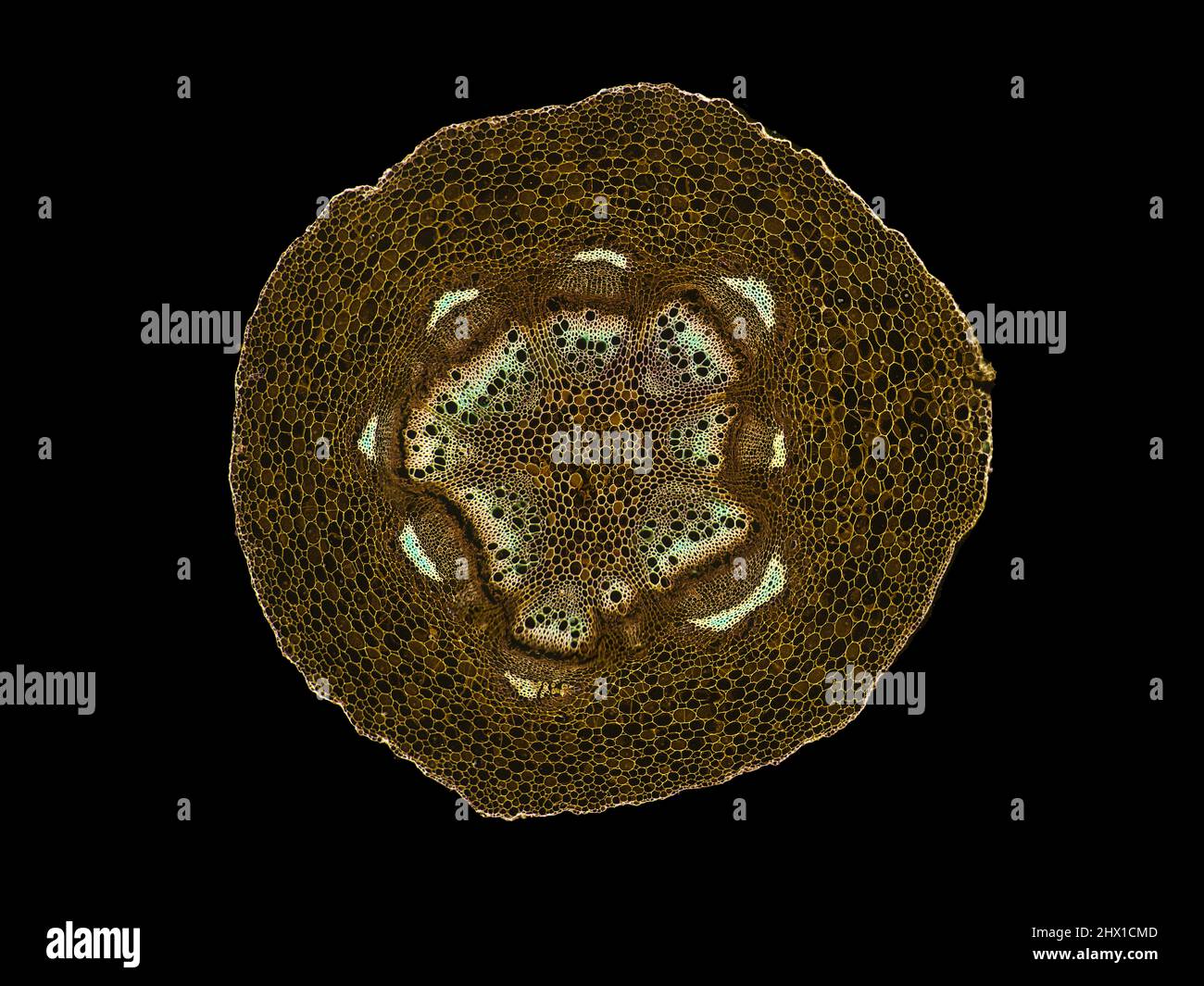 cross section cut slice of plant stem under the microscope ...