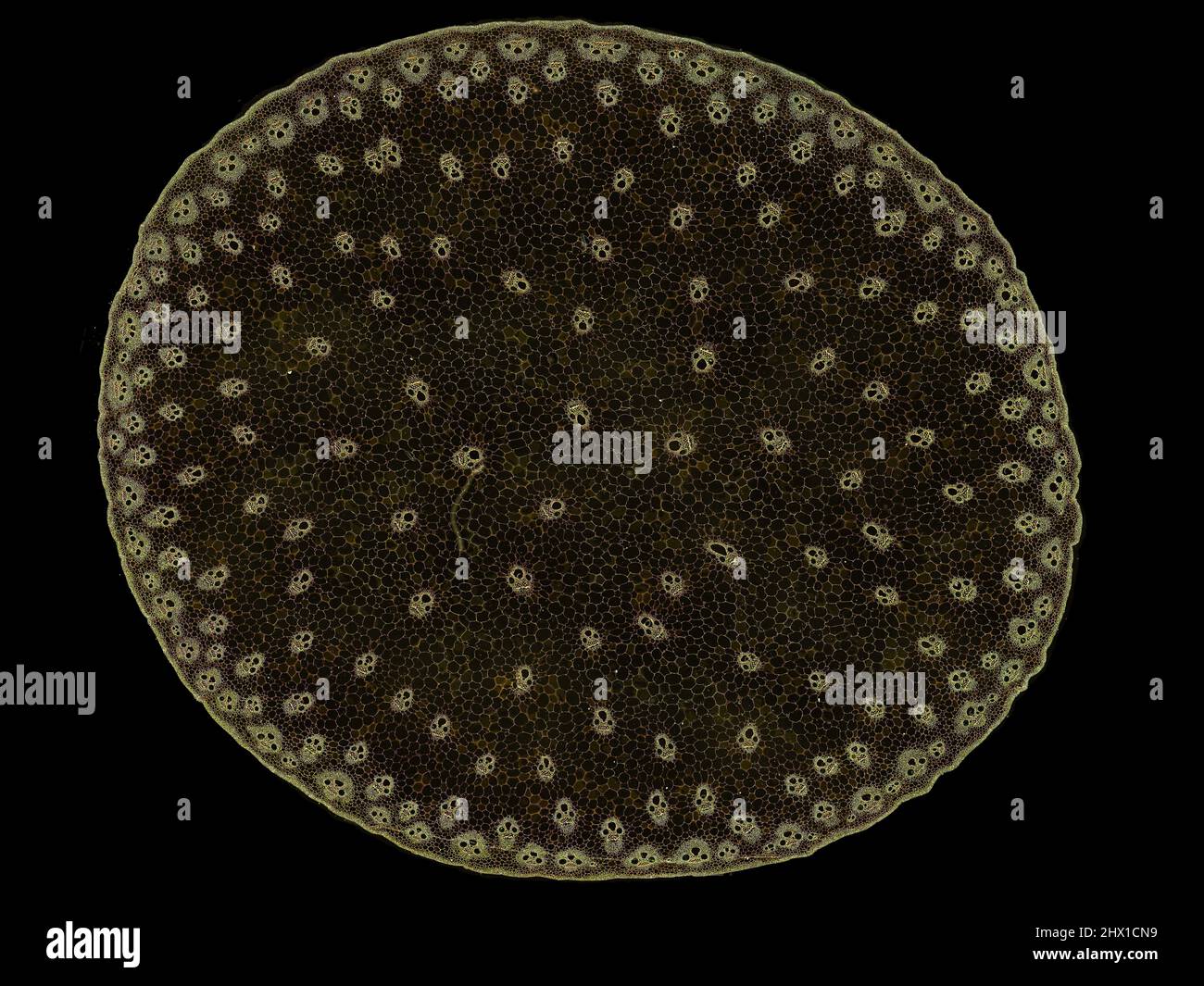 Monocot cross section hi-res stock photography and images - Alamy