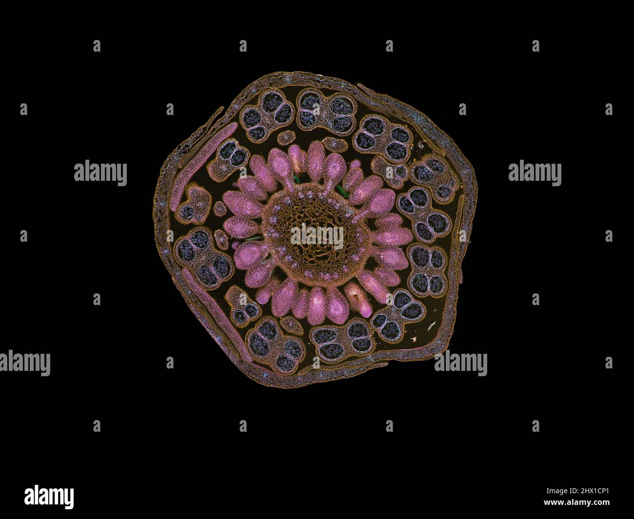 cross section cut slice of plant stem under the microscope ...