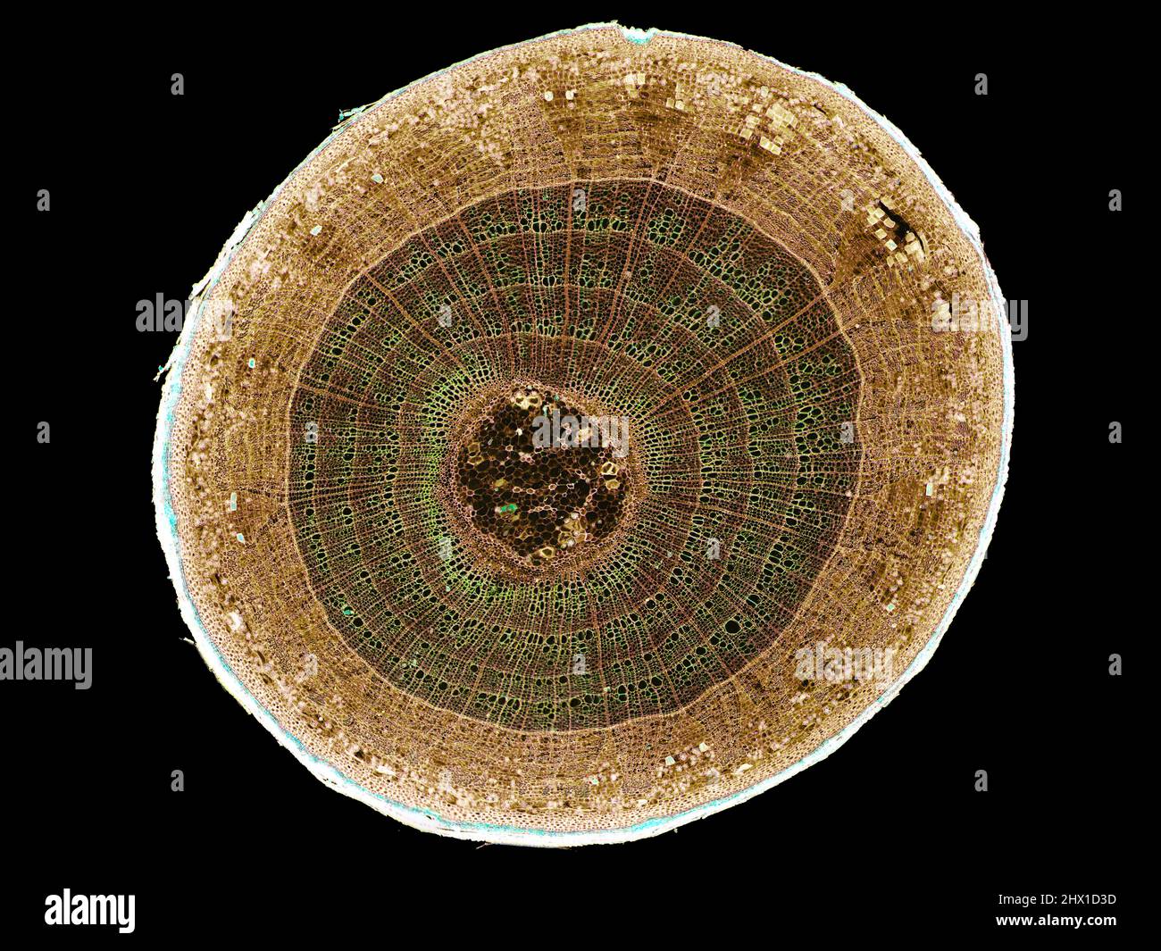 cross section cut slice of plant stem under the microscope ...