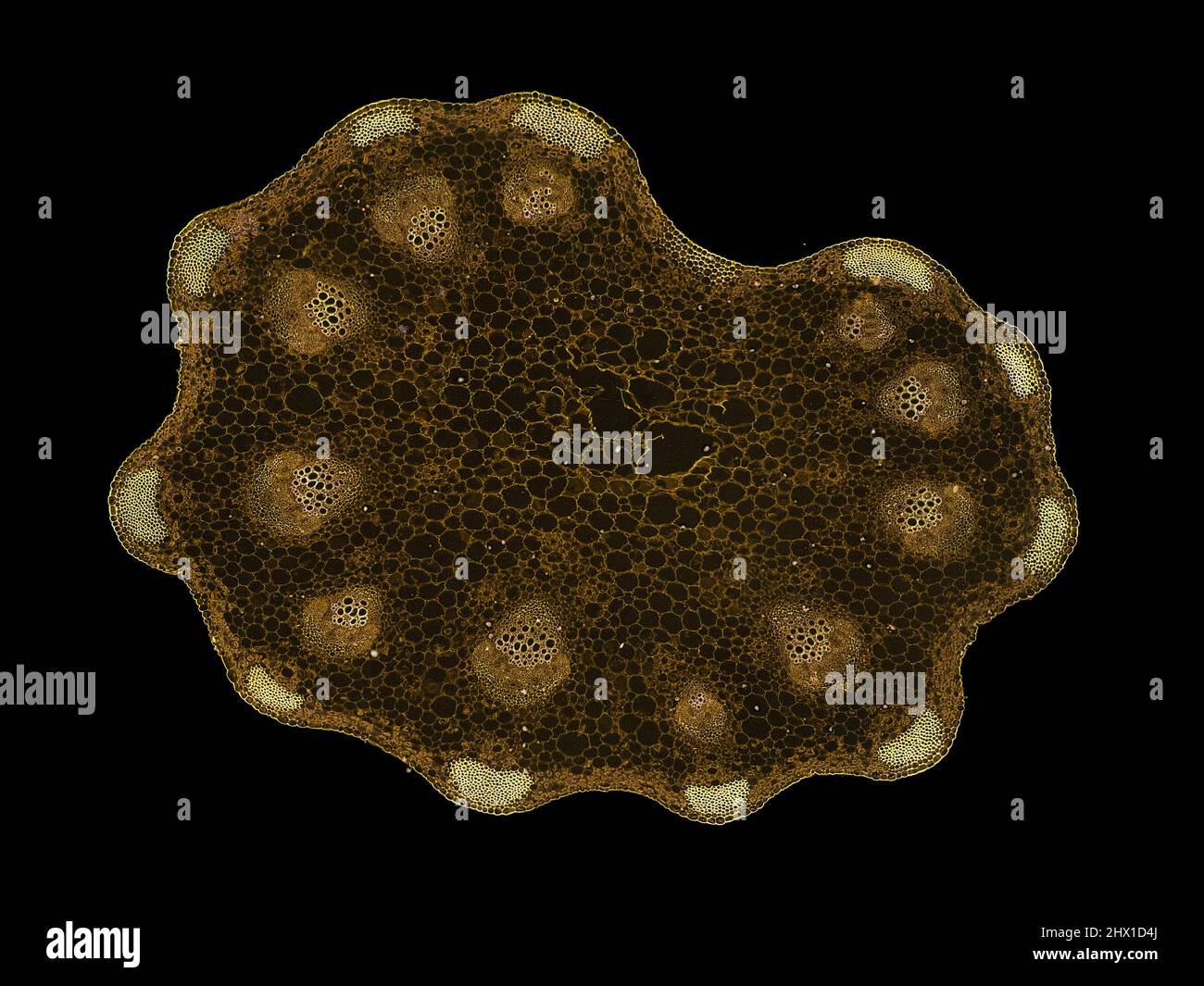 cross section cut slice of plant stem under the microscope ... cross section cut slice of plant stem under the microscope ...