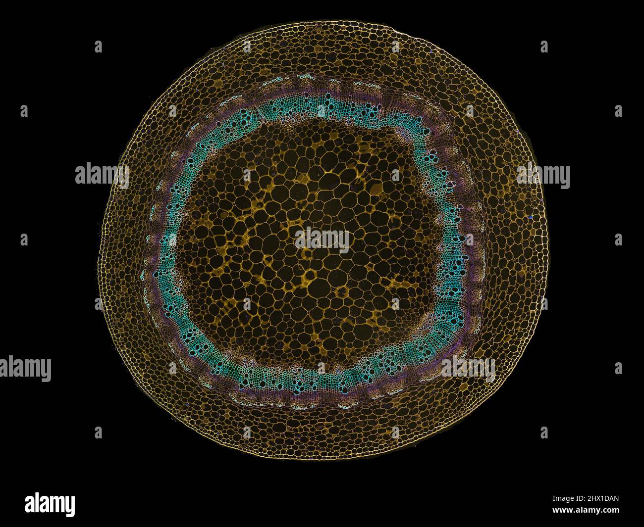 cross section cut slice of plant stem under the microscope ...