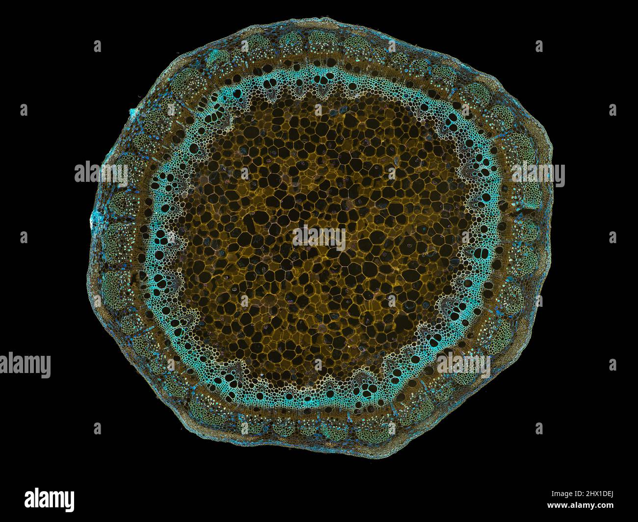 Microscopic cross section plant hi-res stock photography and images - Alamy