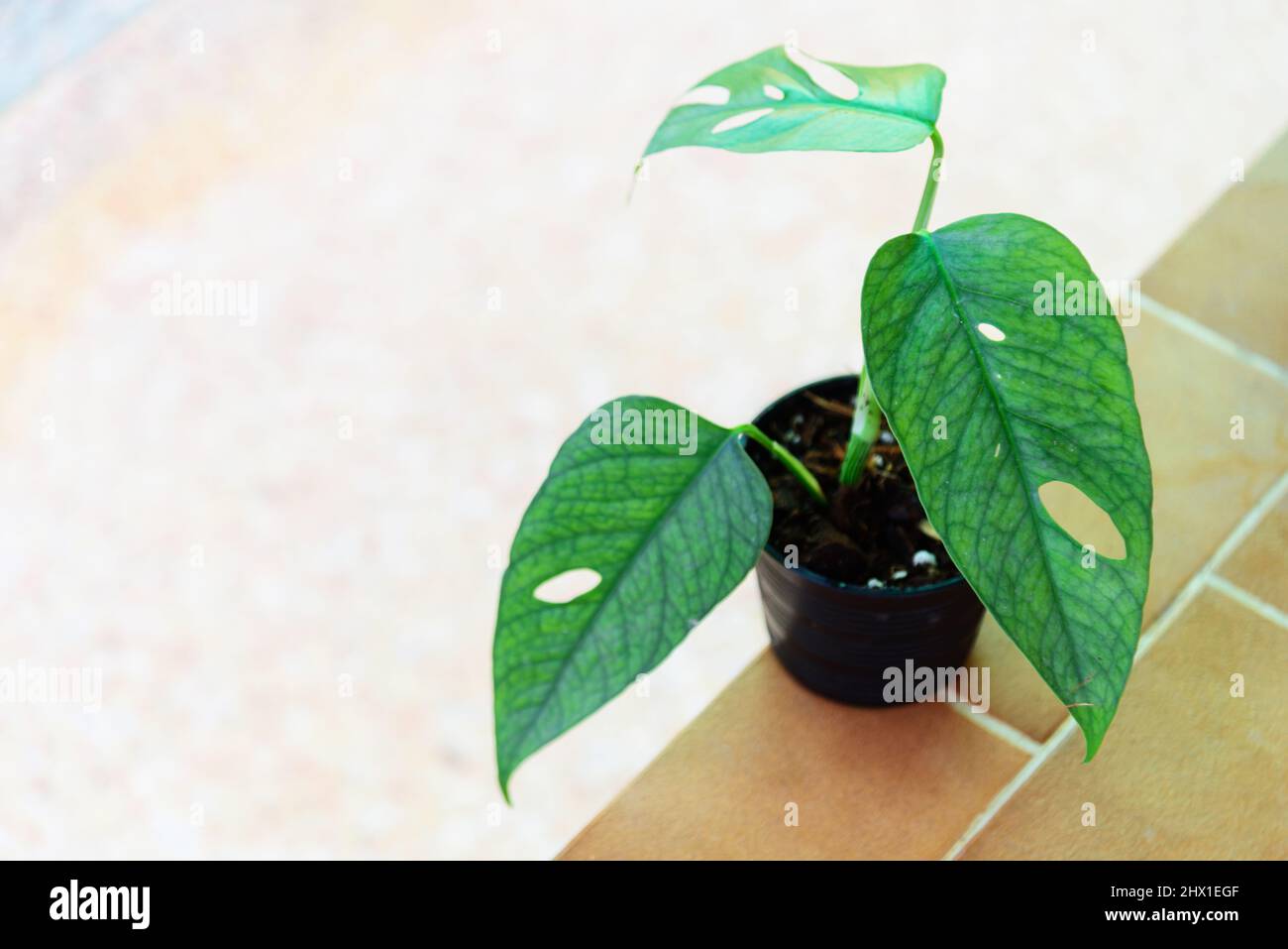 Cebu blue hi-res stock photography and images - Alamy